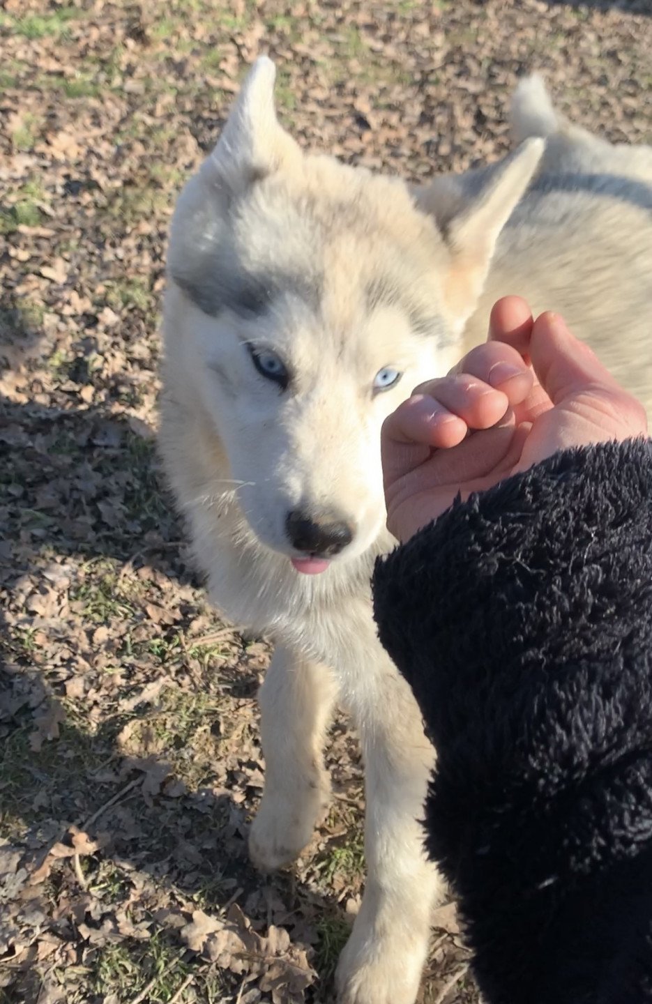 HUSKY retraité a l'adoption dans l'Ain - 0637340544