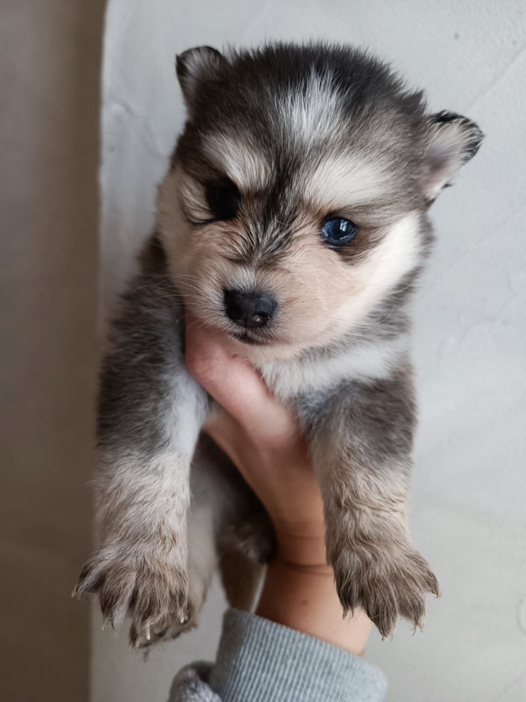 Pomsky F4 dans l'Ain | Elevage de Pomsky & Samsky