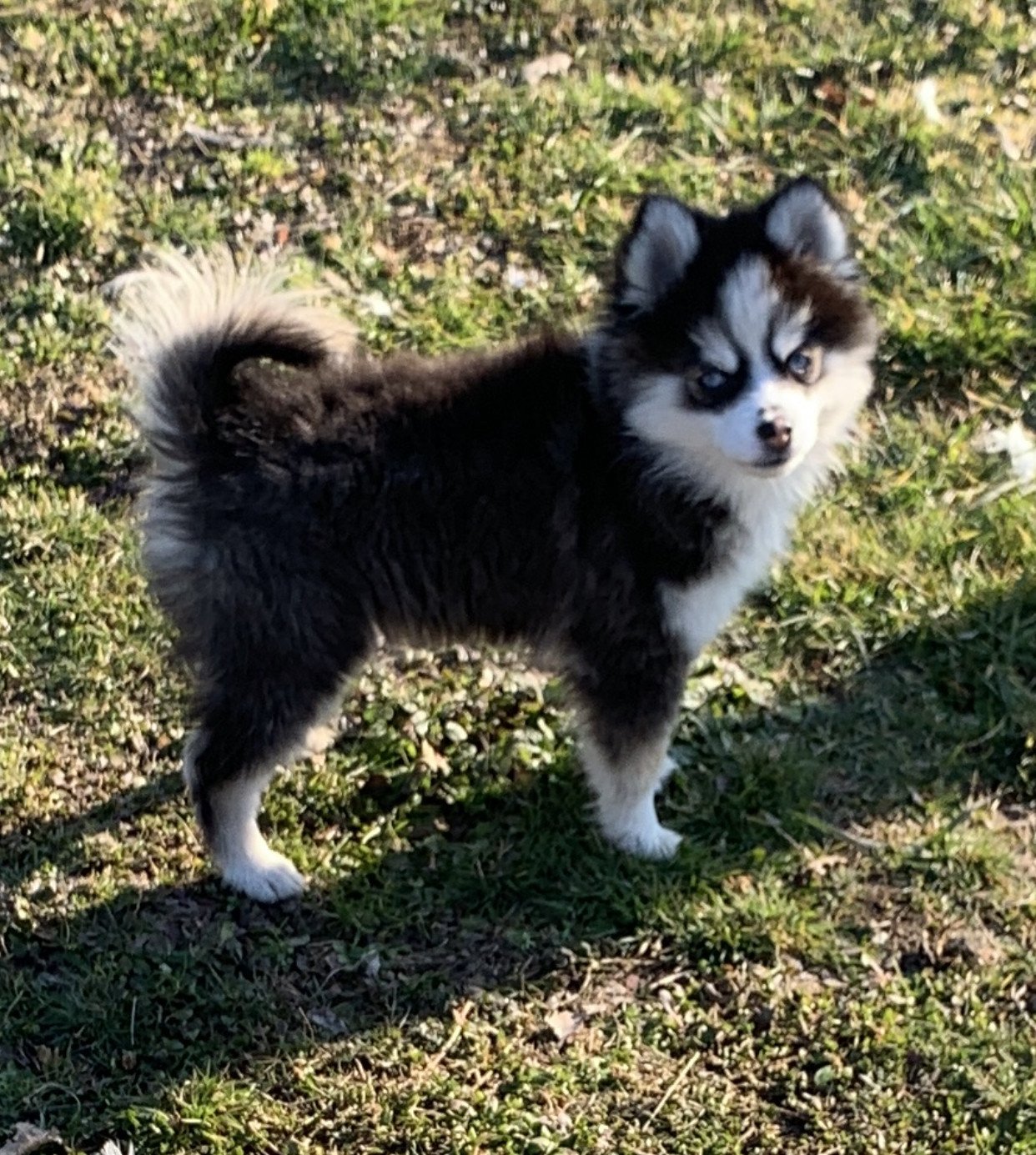 Kim - Pomsky de tout petit gabarit F3+ situé dans L'Ain