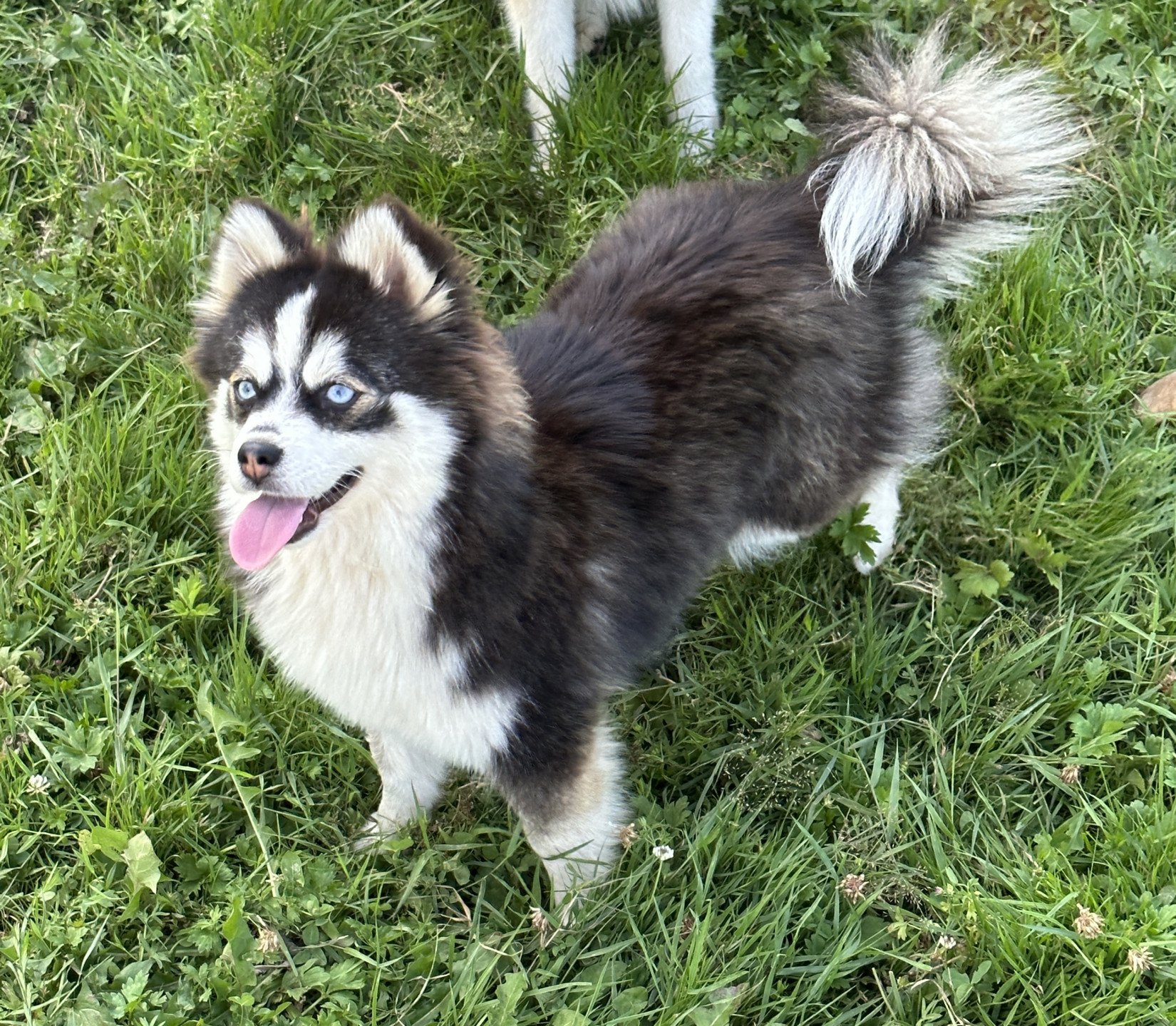 Kim - Pomsky de tout petit gabarit F3+ situé dans L'Ain