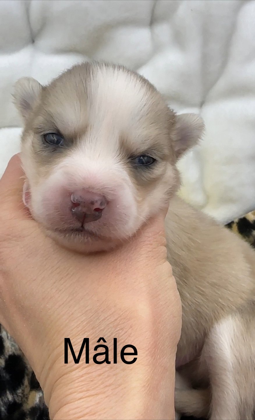 Pomsky dans l'Ain , Elevage du Val des Trésors 0637340544