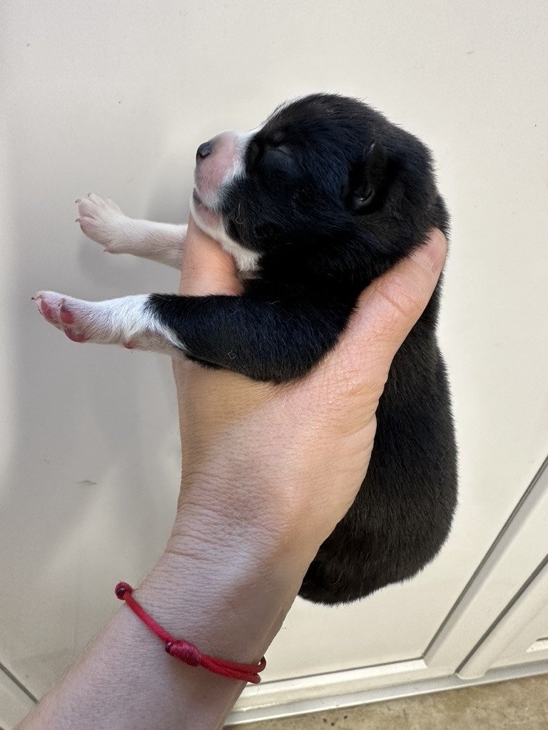 chiot Pomsky F2b dans l'Ain proche Lyon elevage du Val des Trésors ...