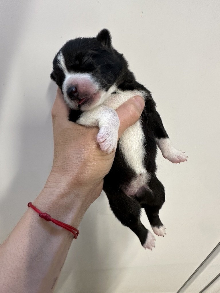 chiot Pomsky F2b dans l'Ain proche Lyon elevage du Val des Trésors ...