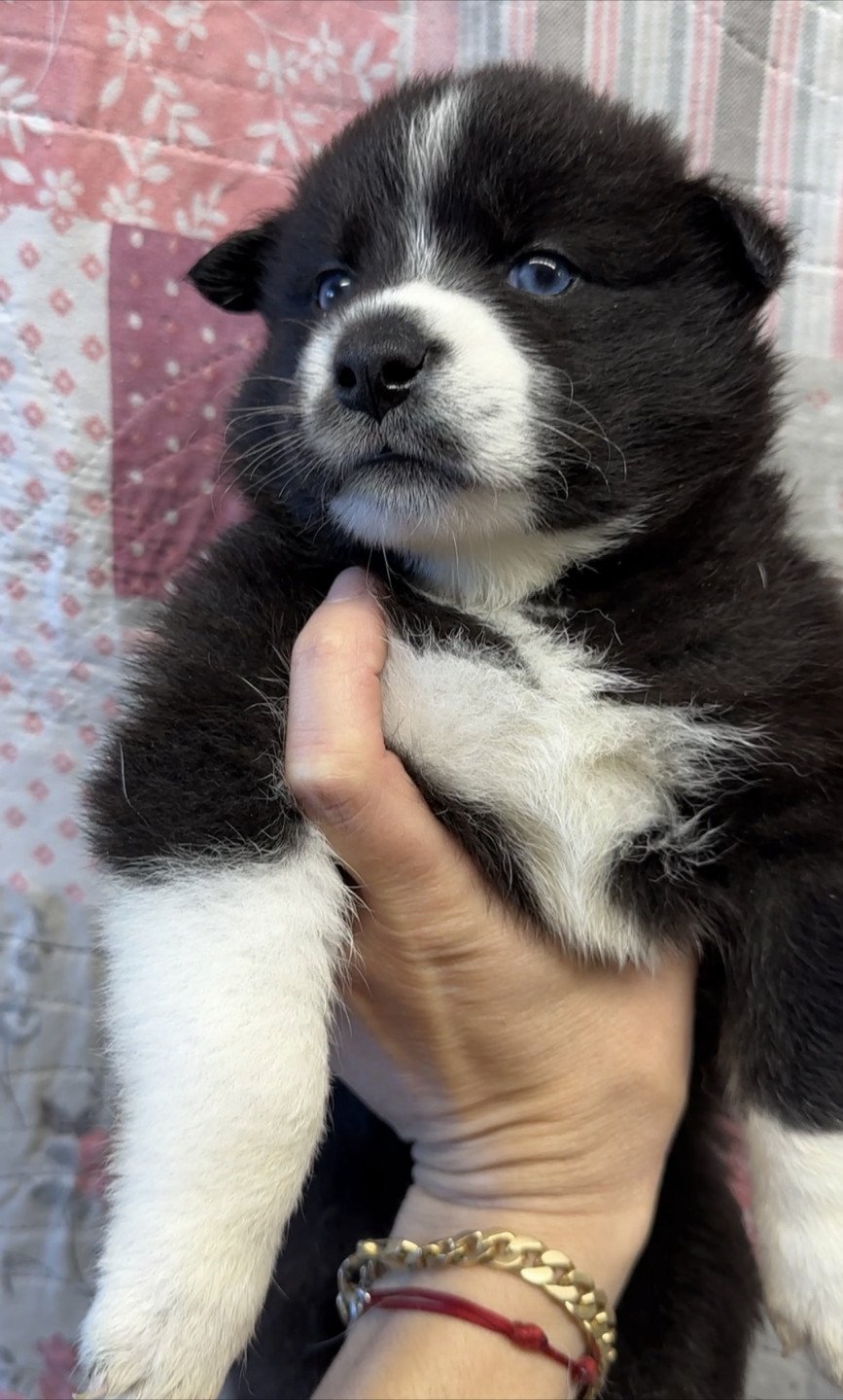 chiot Pomsky F2b dans l'Ain proche Lyon elevage du Val des Trésors ...