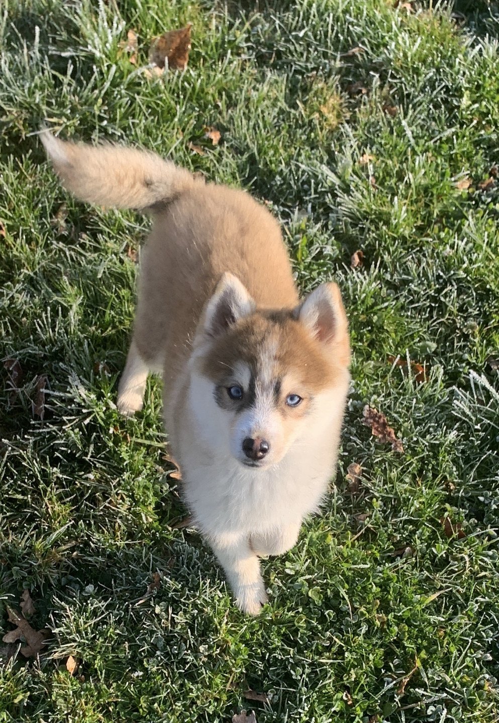 Pomsky F3 mini dans l'Ain | Elevage de Pomsky & Samsky