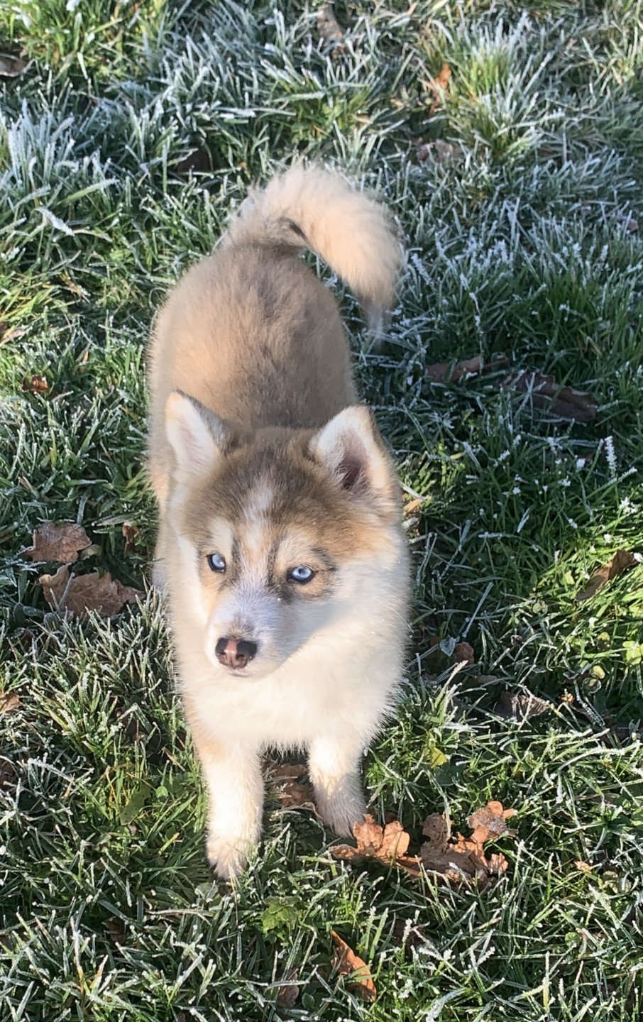 Pomsky F3 mini dans l'Ain | Elevage de Pomsky & Samsky