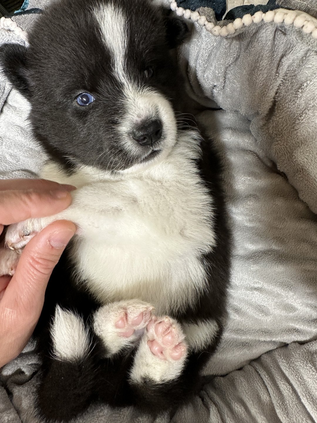 Willy chiot Pomsky F2b à vendre dans l'Ain