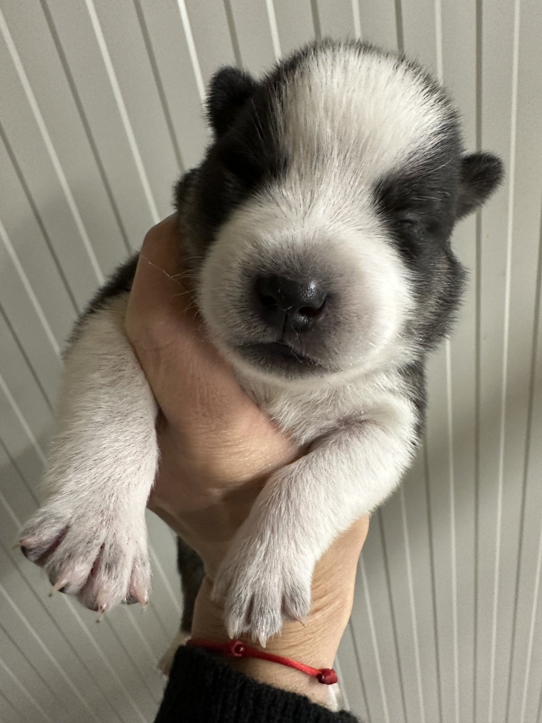 Horo chiot Pomsky F2b Pinto noir et blanc yeux bleu