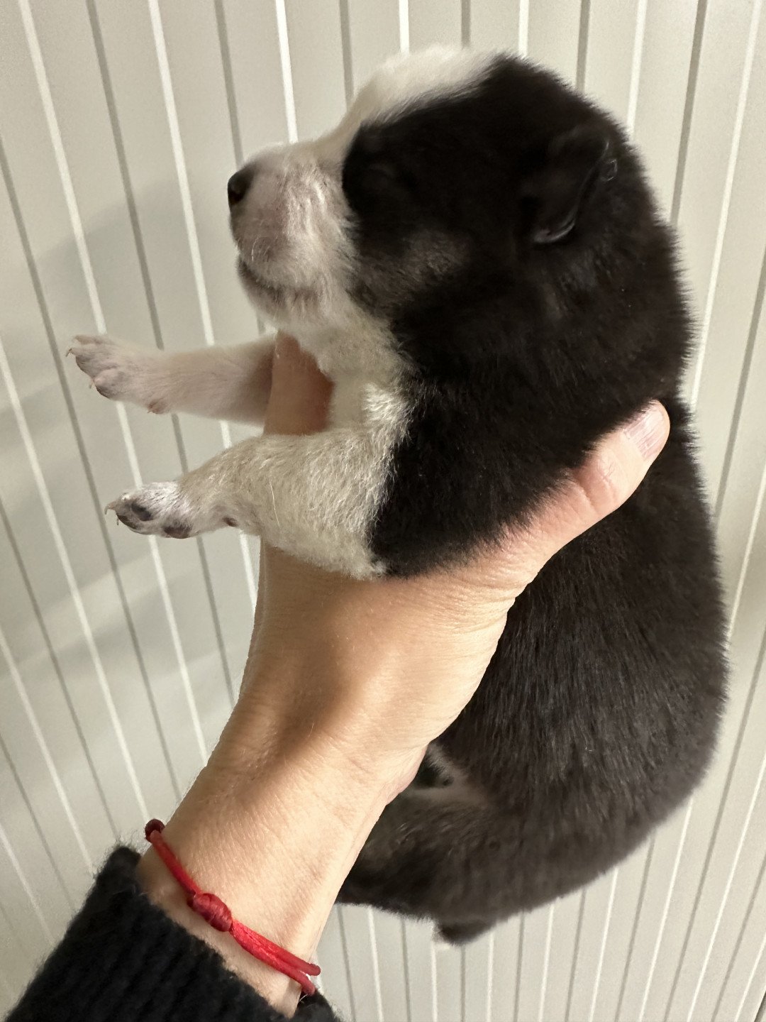 Horo chiot Pomsky F2b Pinto noir et blanc yeux bleu