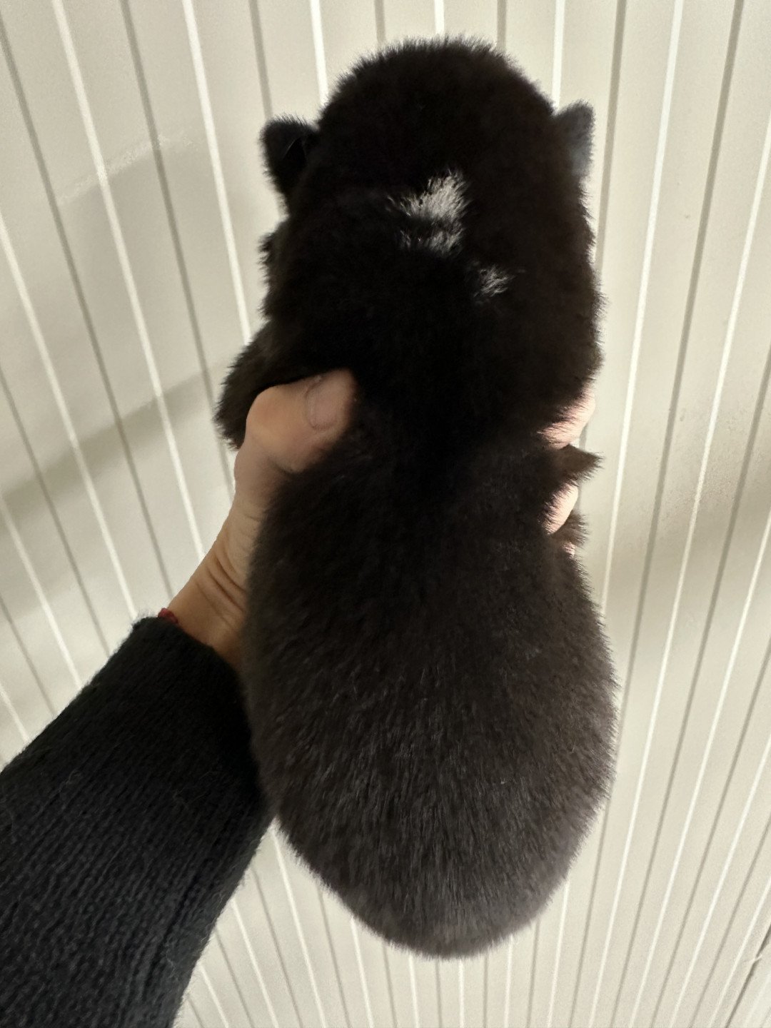 Horo chiot Pomsky F2b Pinto noir et blanc yeux bleu