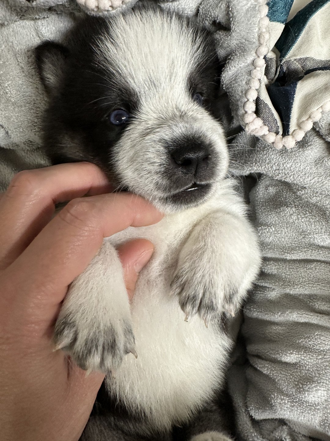 Horo chiot Pomsky F2b Pinto noir et blanc yeux bleu